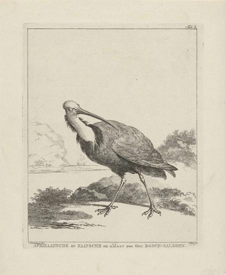 Ibis Definition, Meaning & Usage | FineDictionary.com