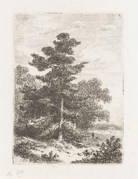Spruce Definition, Meaning & Usage | FineDictionary.com