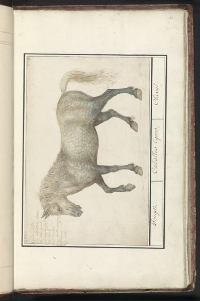 Stallion Definition, Meaning & Usage | FineDictionary.com