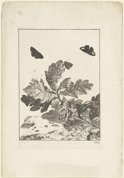 Cocoon Definition, Meaning & Usage | FineDictionary.com