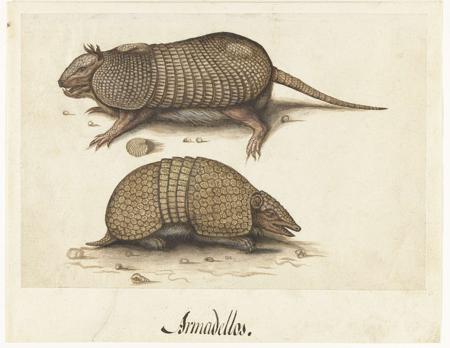Armadillo Definition, Meaning & Usage | FineDictionary.com