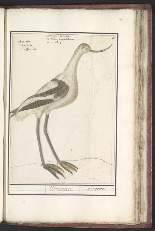 Avocet Definition, Meaning & Usage | FineDictionary.com