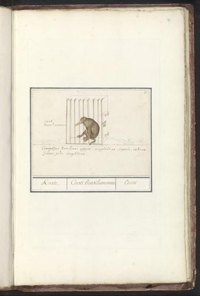 Snout Definition, Meaning & Usage | FineDictionary.com