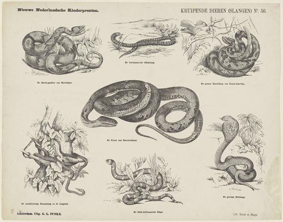 Spectacled snake Definition, Meaning & Usage | FineDictionary.com