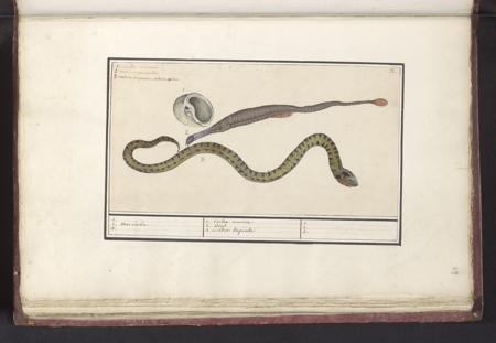 Water snake Definition, Meaning & Usage | FineDictionary.com