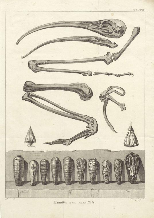 Mummified Definition, Meaning & Usage | FineDictionary.com