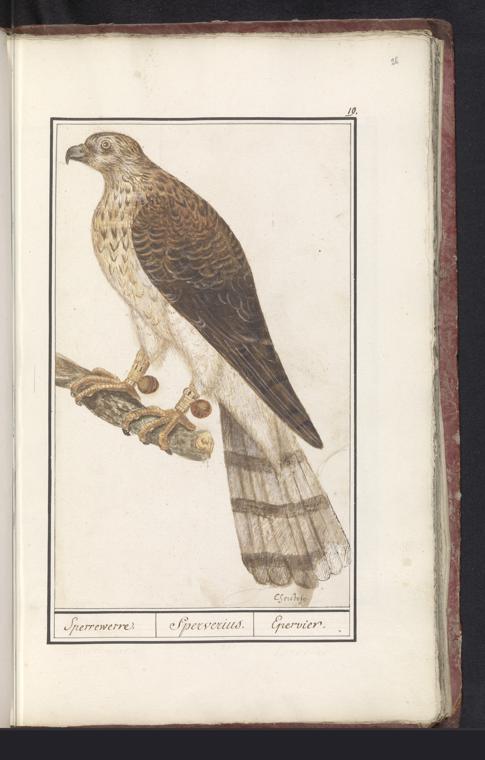 Goshawk Definition, Meaning & Usage | FineDictionary.com
