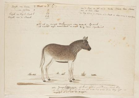 Equus Definition, Meaning & Usage | FineDictionary.com