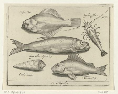 Ruff Definition, Meaning & Usage | FineDictionary.com