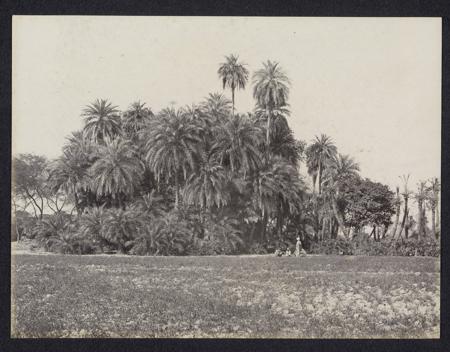 Grove Definition, Meaning & Usage | FineDictionary.com