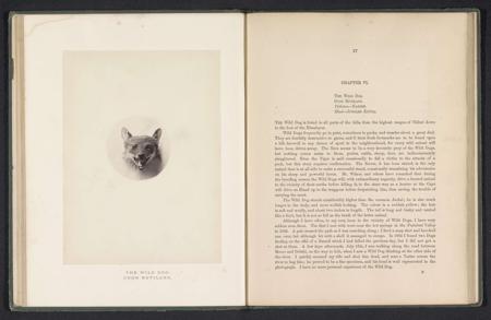 Wilding Definition, Meaning & Usage | FineDictionary.com