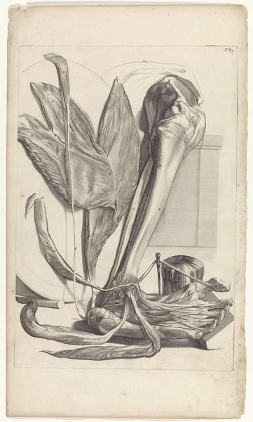 Tendon Definition, Meaning & Usage | FineDictionary.com