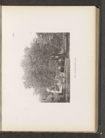 Elm Definition, Meaning & Usage | FineDictionary.com