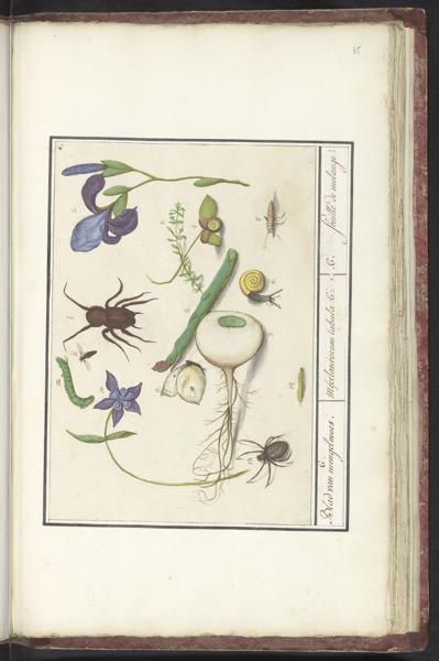 Natural history Definition, Meaning & Usage | FineDictionary.com