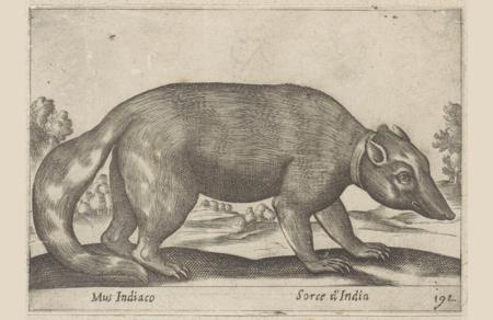 Resemble Definition, Meaning & Usage | FineDictionary.com