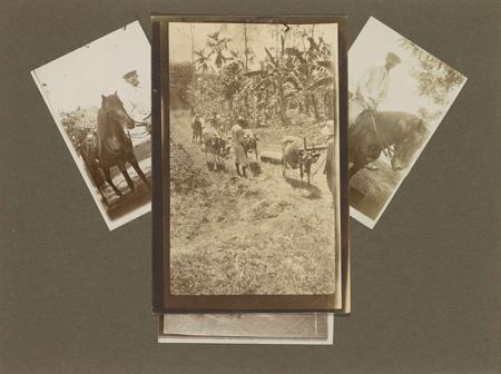 Oxen Definition, Meaning & Usage | FineDictionary.com