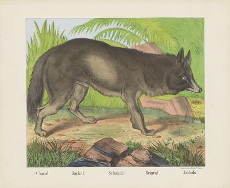 Jackal Definition, Meaning & Usage | FineDictionary.com