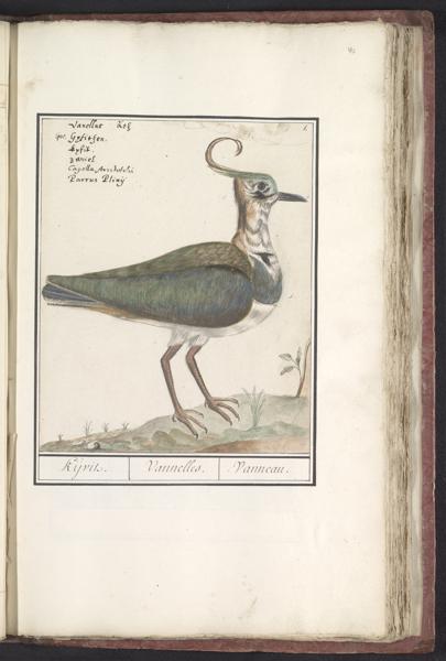 Lapwing Definition, Meaning & Usage | FineDictionary.com