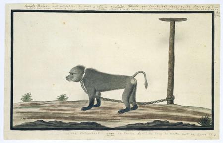 Baboon Definition, Meaning & Usage | FineDictionary.com