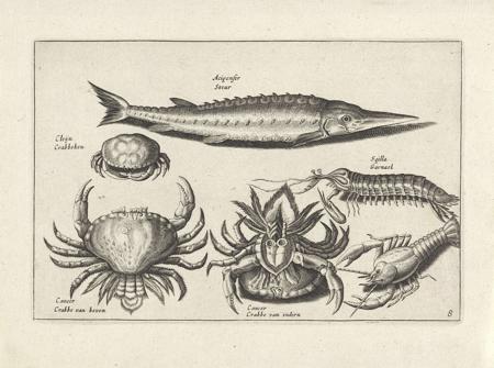 Sturgeon Definition, Meaning & Usage | FineDictionary.com