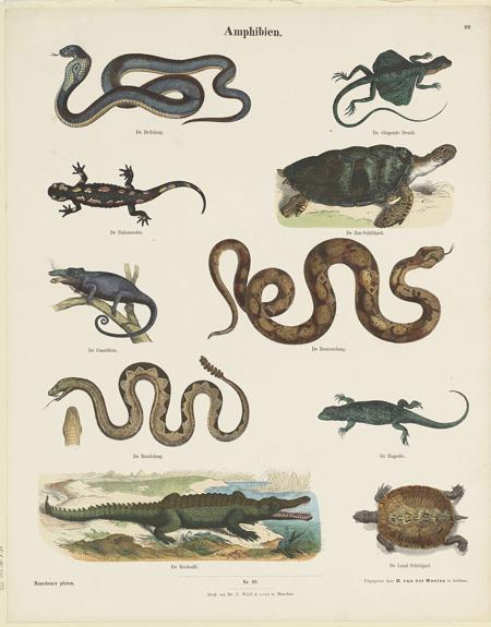 Spectacled snake Definition, Meaning & Usage | FineDictionary.com
