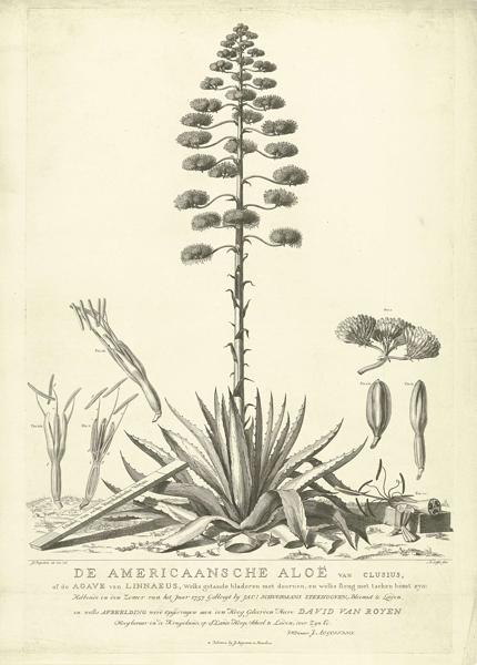 Agave Definition, Meaning & Usage | FineDictionary.com