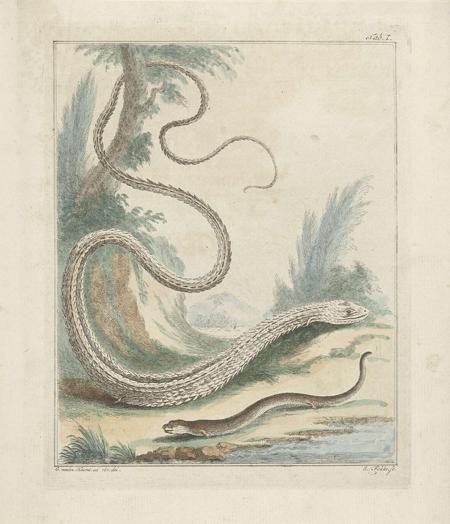 Worm Definition, Meaning & Usage | FineDictionary.com