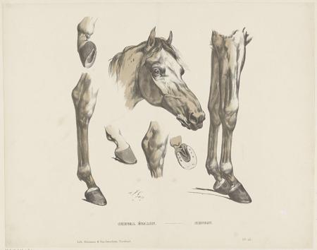 Hoove Definition, Meaning & Usage | FineDictionary.com