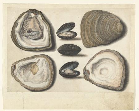Mussel Definition, Meaning & Usage | FineDictionary.com