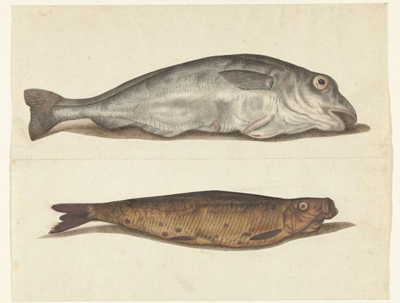 Haddock Definition, Meaning & Usage | FineDictionary.com