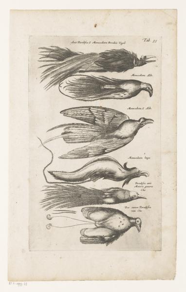 Bellows Definition, Meaning & Usage | FineDictionary.com