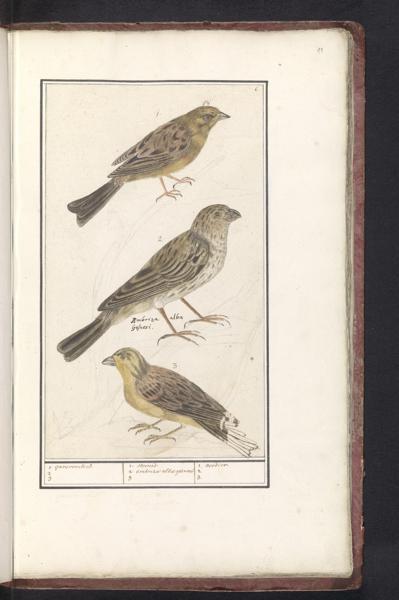 Bunt Definition, Meaning & Usage | FineDictionary.com