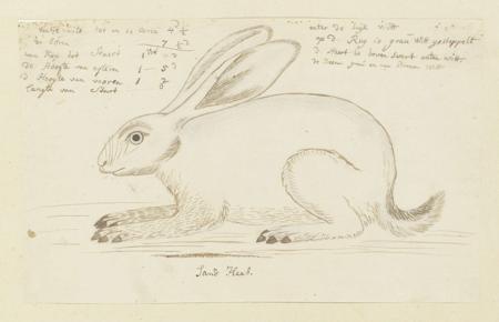 Lepus Definition, Meaning & Usage | FineDictionary.com