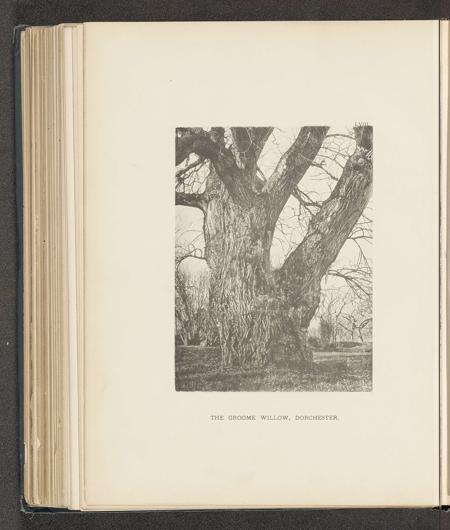 Trunk Definition, Meaning & Usage | FineDictionary.com