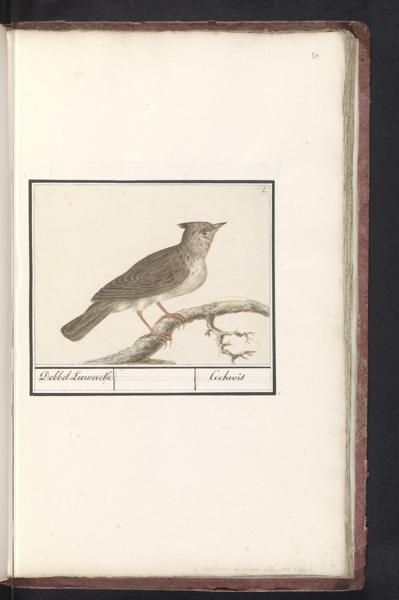 Lark Definition, Meaning & Usage | FineDictionary.com