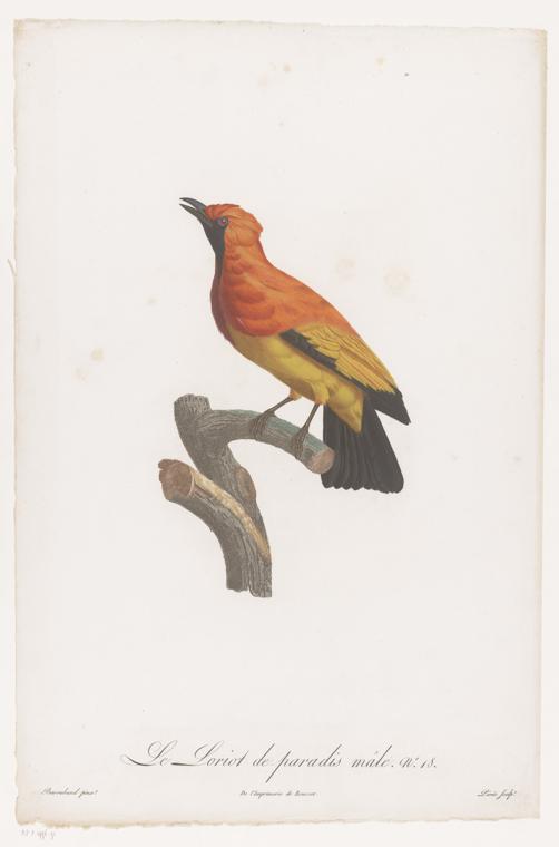 Oriole Definition, Meaning & Usage | FineDictionary.com