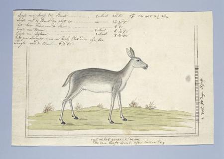 Ewe Definition, Meaning & Usage | FineDictionary.com