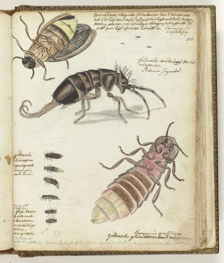 Microscope Definition, Meaning & Usage | FineDictionary.com