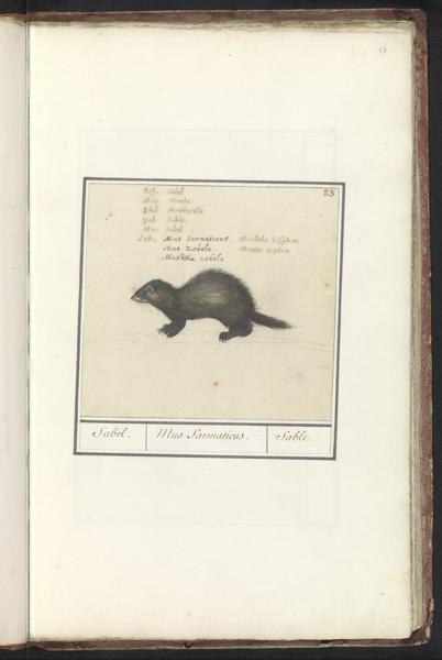 Sable Definition, Meaning & Usage | FineDictionary.com