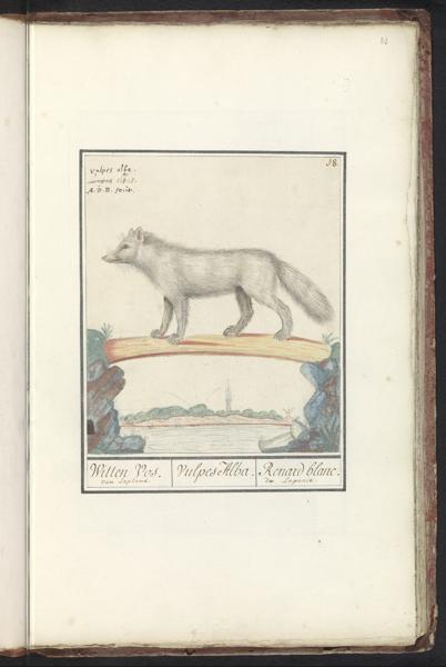 White fox Definition, Meaning & Usage | FineDictionary.com