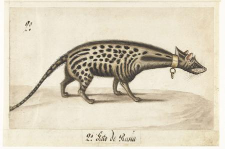 Civet Definition, Meaning & Usage | FineDictionary.com