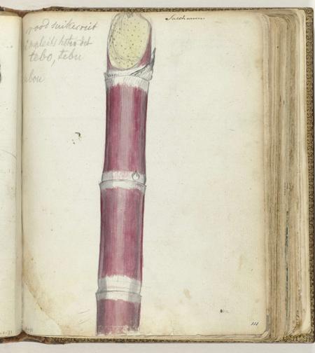 Stalk Definition, Meaning & Usage | FineDictionary.com