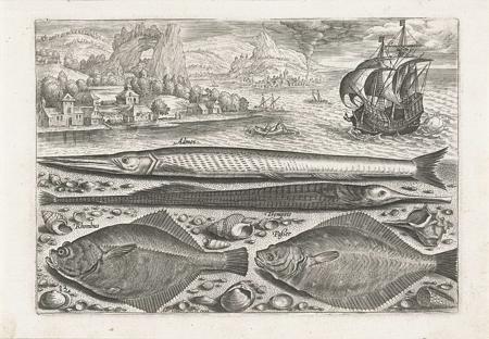 Plaice Definition, Meaning & Usage | FineDictionary.com