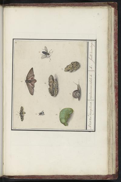 Natural history Definition, Meaning & Usage | FineDictionary.com