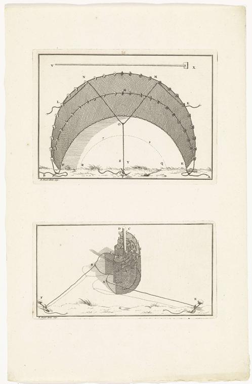 Arcuate Definition, Meaning & Usage | FineDictionary.com