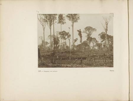 Primeval Definition, Meaning & Usage | FineDictionary.com