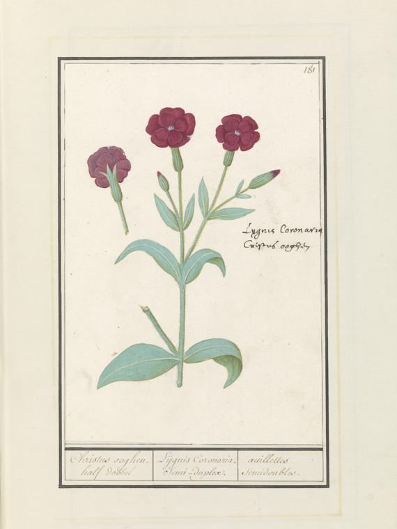 Prickly Definition, Meaning & Usage | FineDictionary.com